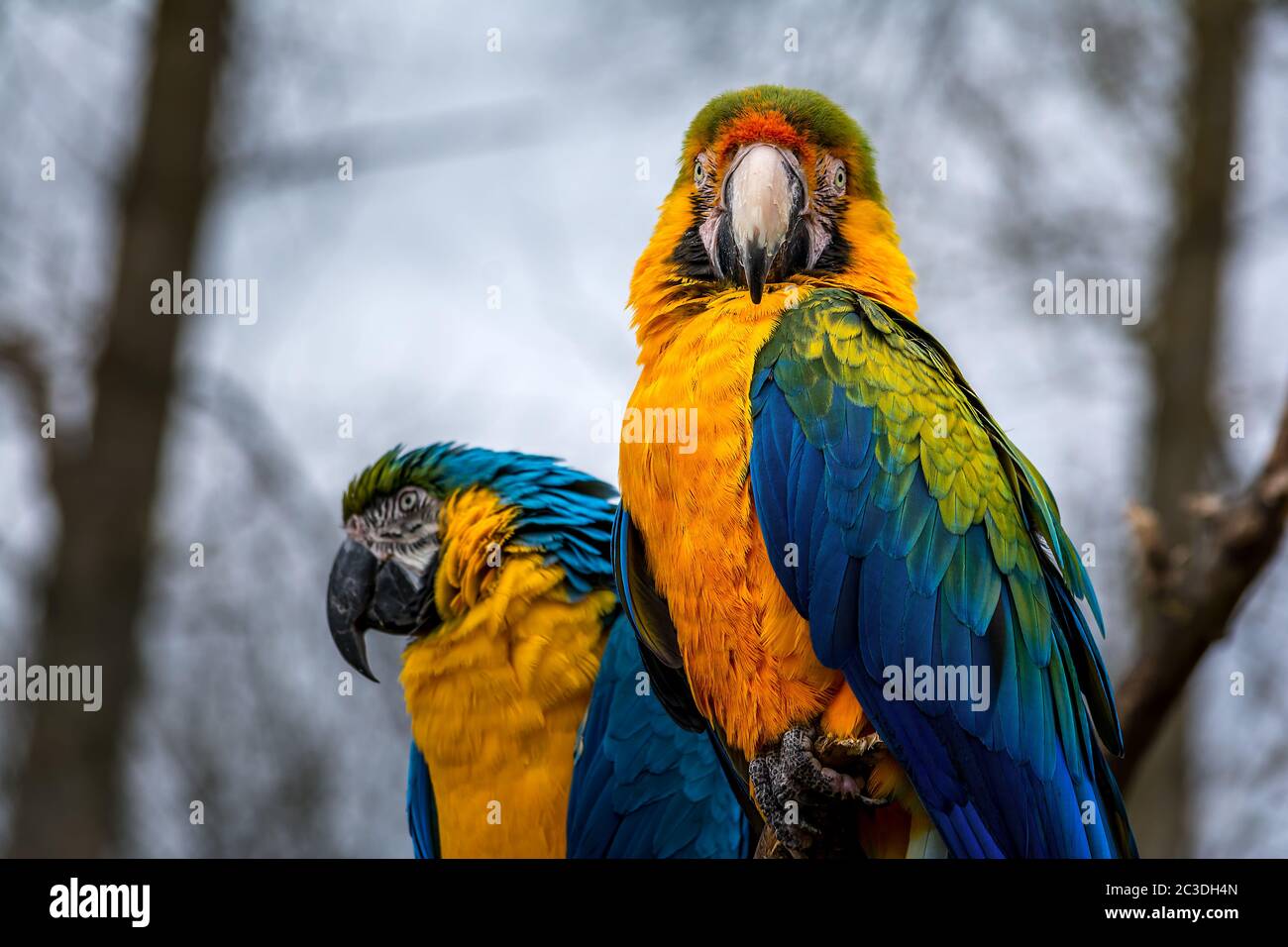 Endangered tropical birds hi-res stock photography and images - Alamy