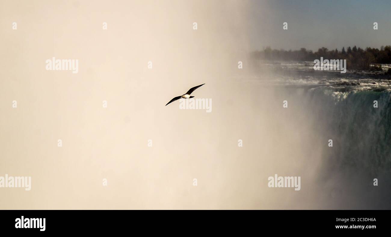 Bird flying over the mist of Niagara falls Stock Photo - Alamy