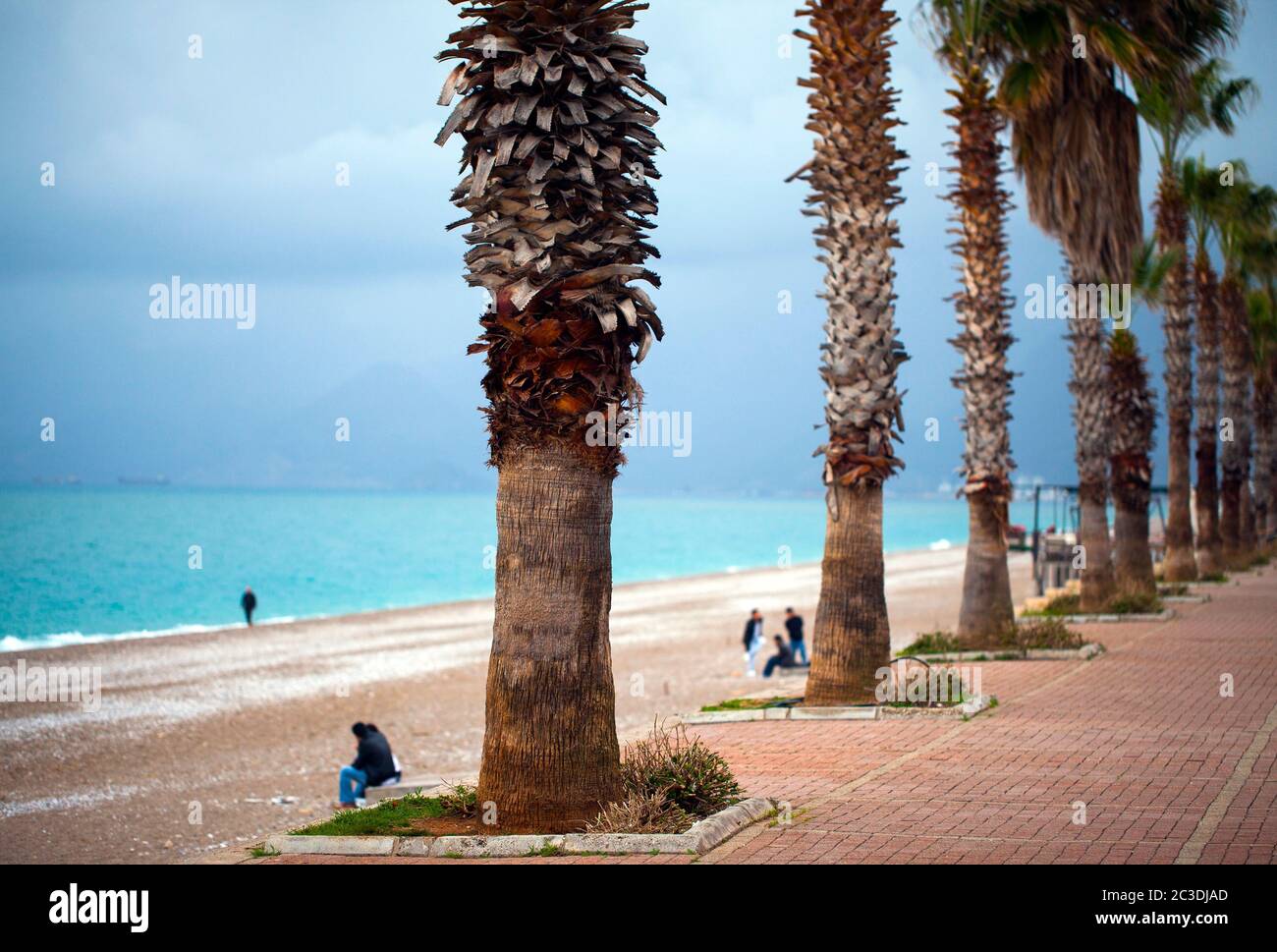 Palm Trees and the Seaside in Turkey Photo Stock Photo - Alamy