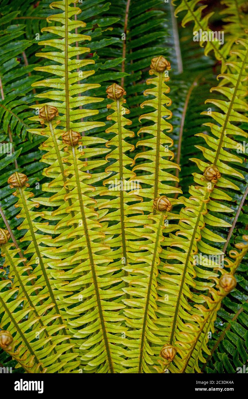 Close-up of a fern growing in the temperate rainforest of the bird ...