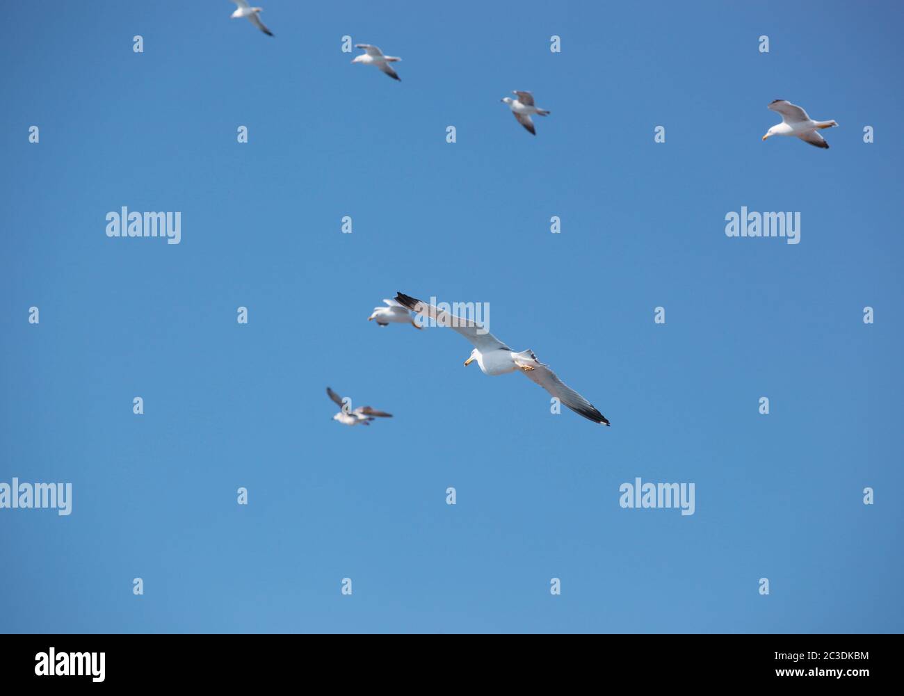 A Flock Of Seabirds Fly Over The Blue Sky Stock Photo - Alamy