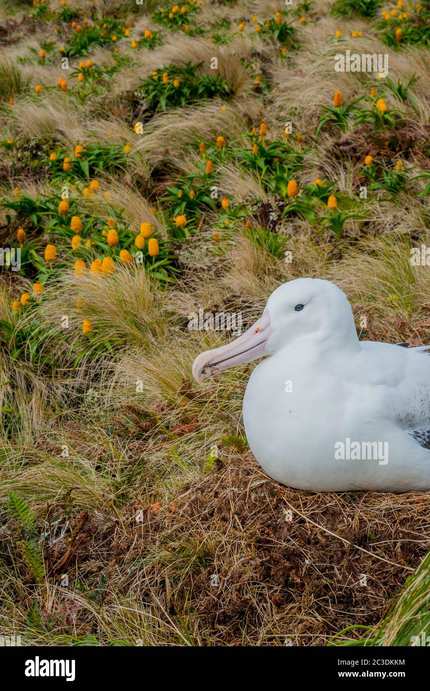 A Royal albatross is nesting amongst yellow Bulbinella rossii flowers ...