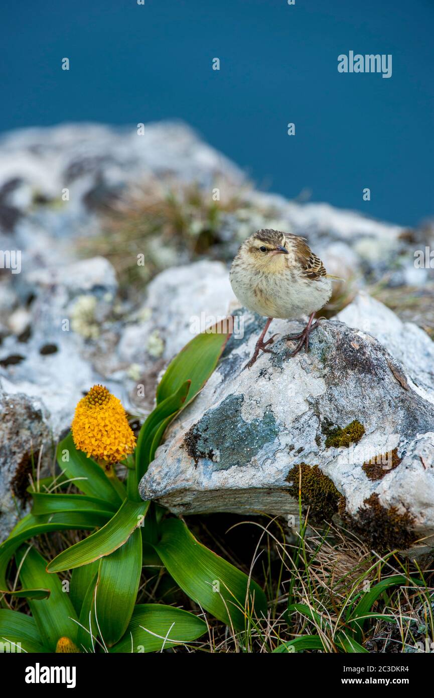 Campbell island pipit hi-res stock photography and images - Alamy