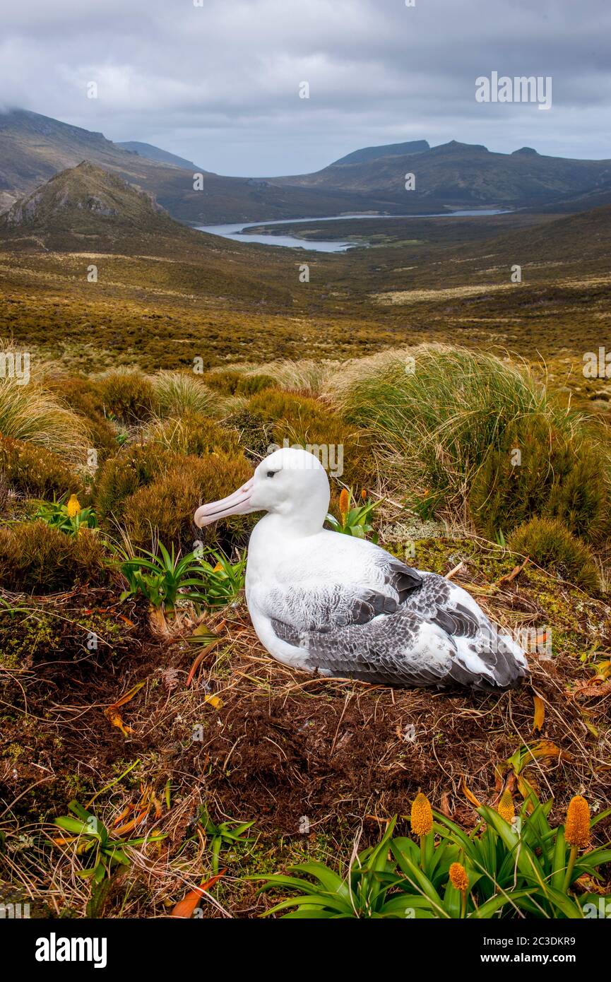 A Royal albatross is nesting amongst yellow Bulbinella rossii flowers ...