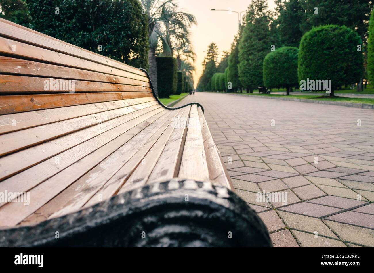 wooden bench in a public park with palm trees and green trees Stock ...