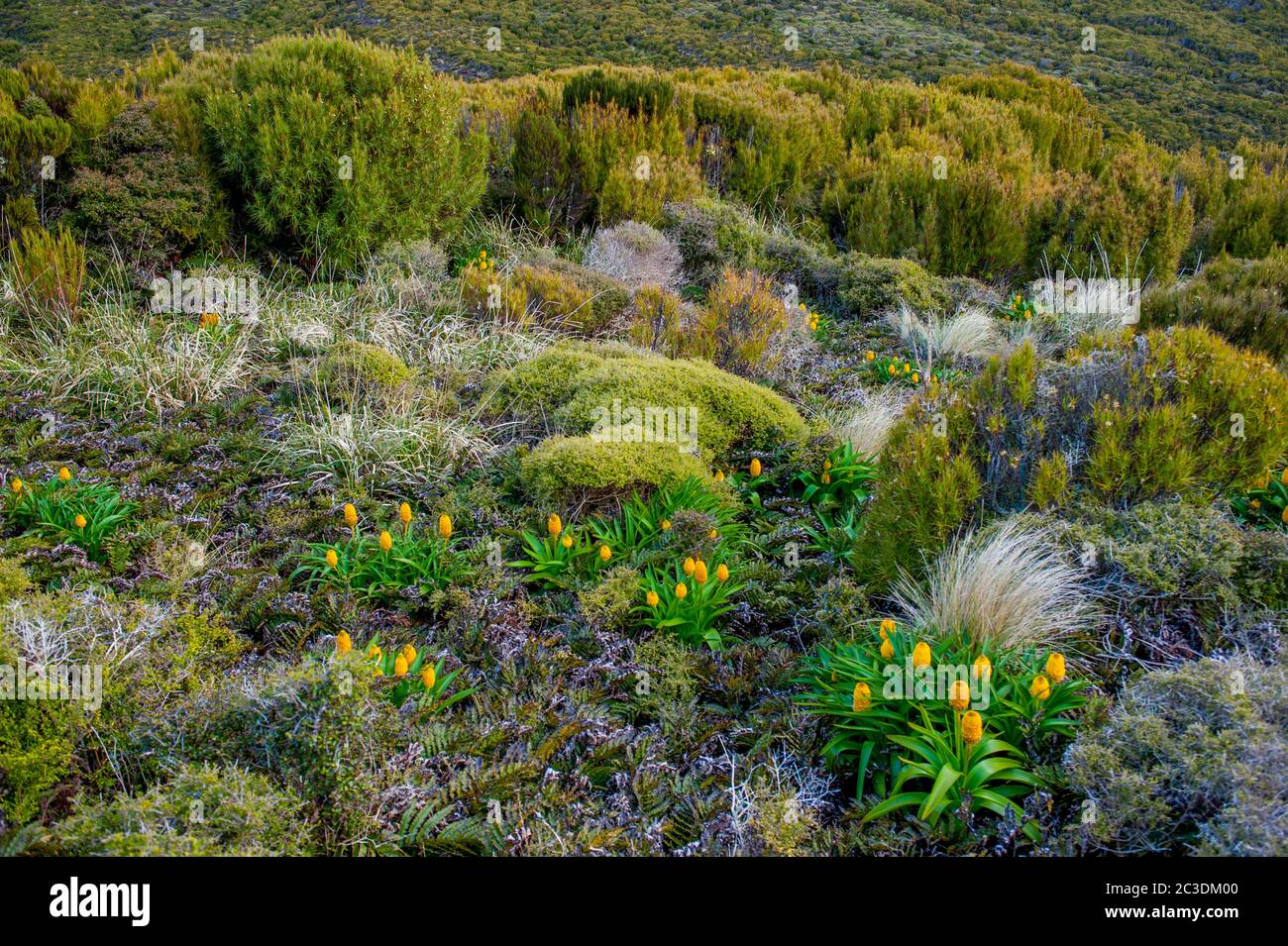 Antarctic Plant Life