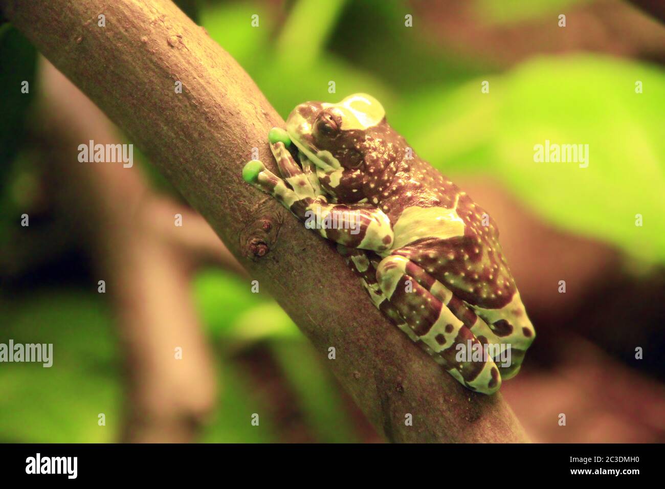 Amazon rainforest frog hi-res stock photography and images - Alamy