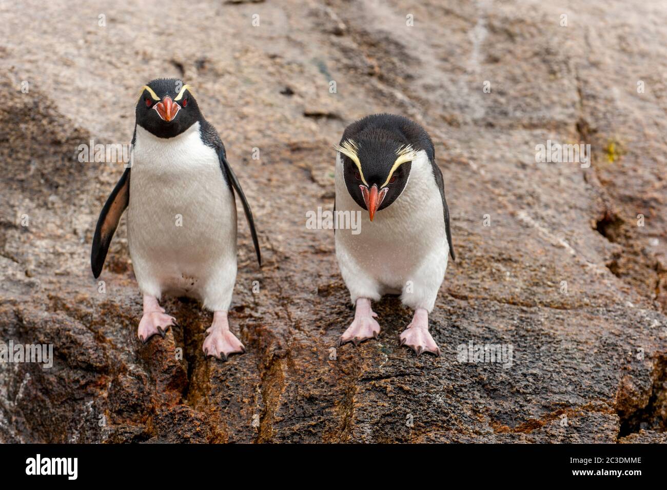 Snares Island Penguin