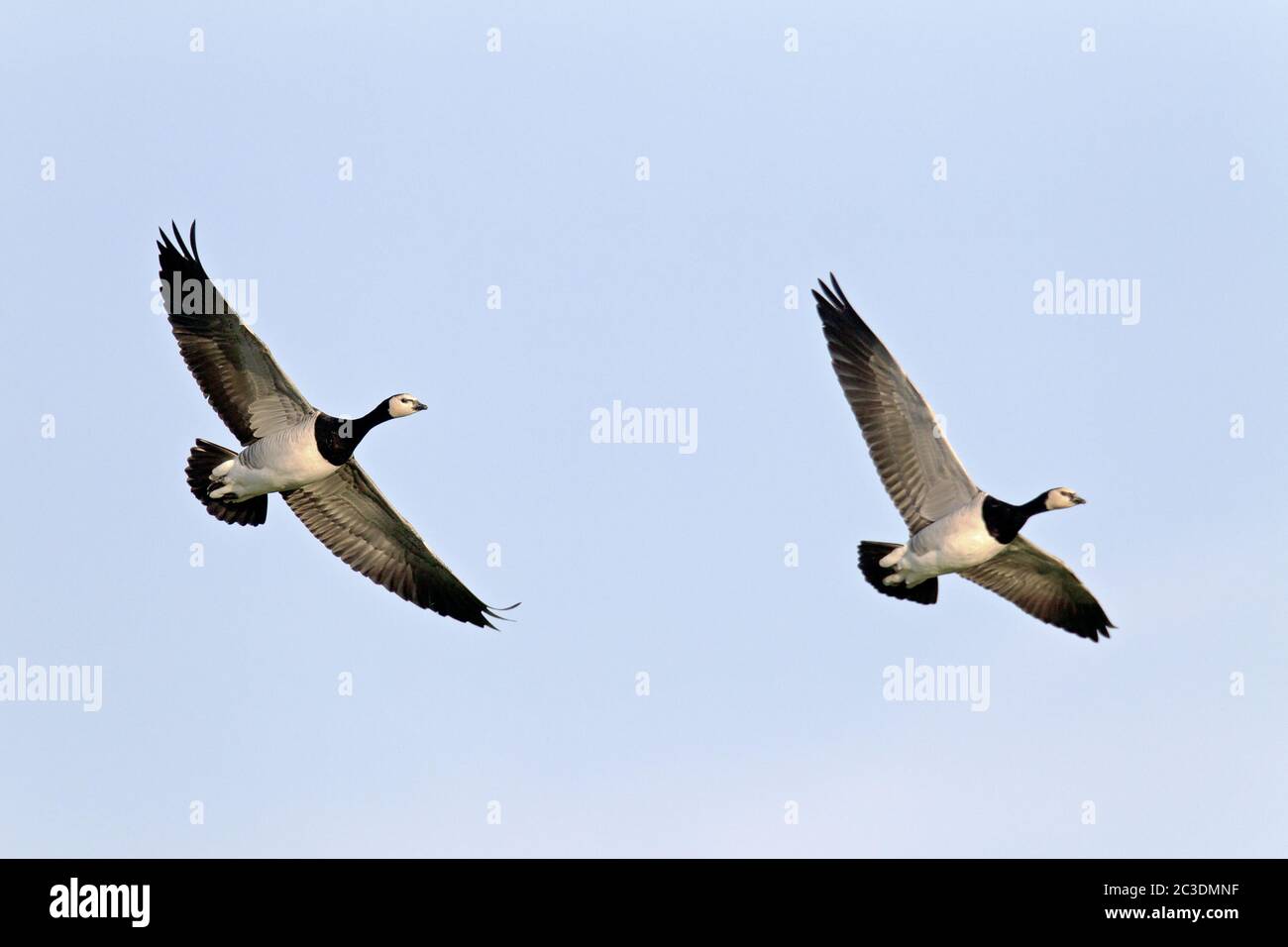 Barnacle Goose pair in flight Stock Photo - Alamy