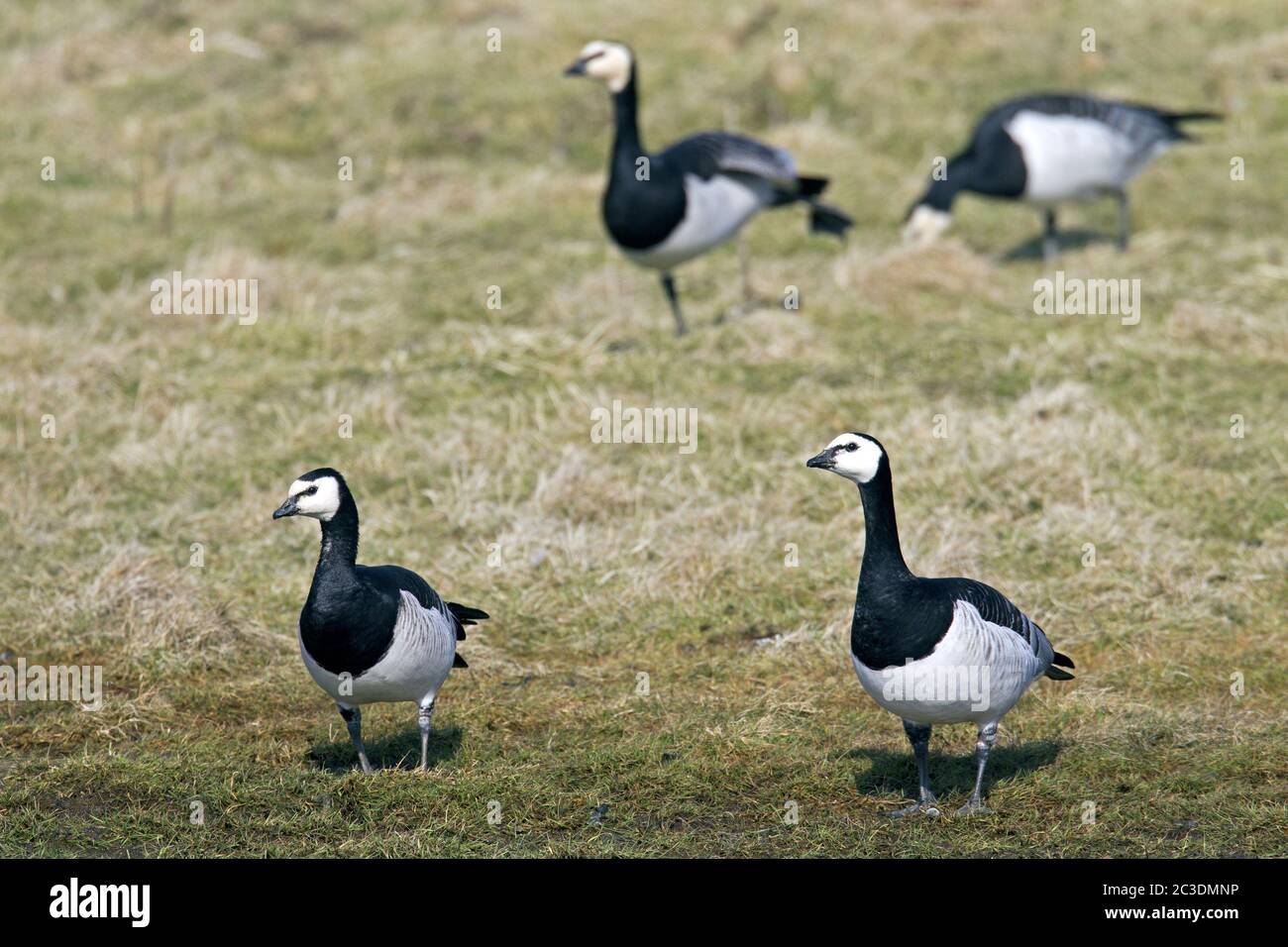 Barnacle Geese foraging Stock Photo - Alamy