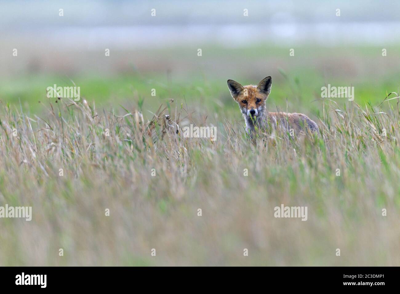 Red Fox foraging Stock Photo - Alamy