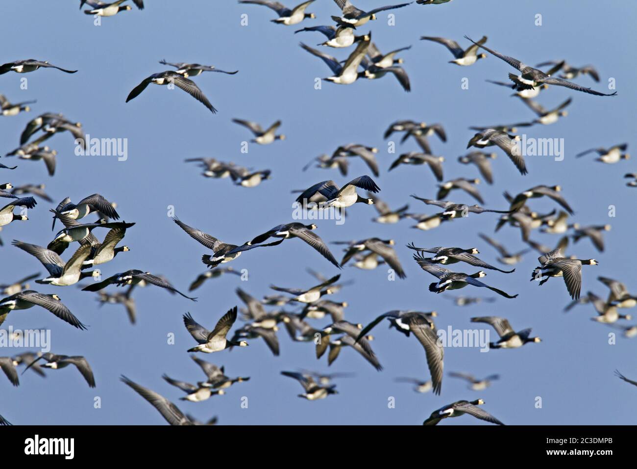 Barnacle Geese during the migration / Branta leucopsis Stock Photo - Alamy