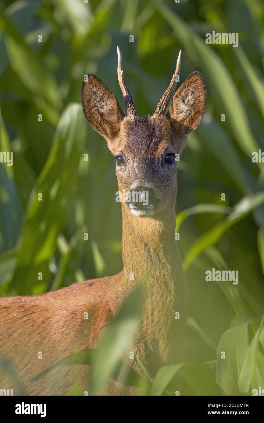 Roebuck deer yearling hi-res stock photography and images - Alamy