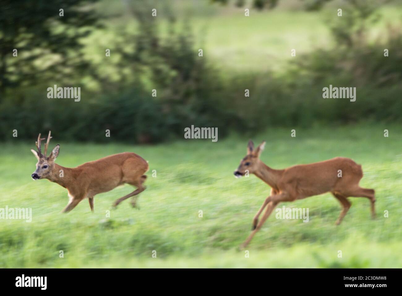 Female roe deer hi-res stock photography and images - Alamy