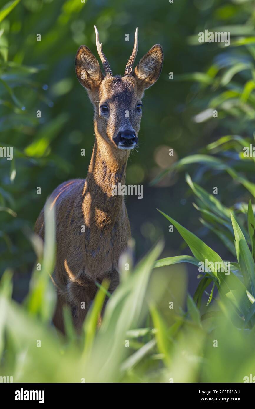 Roe Deer yearling in a field of maize Stock Photo - Alamy