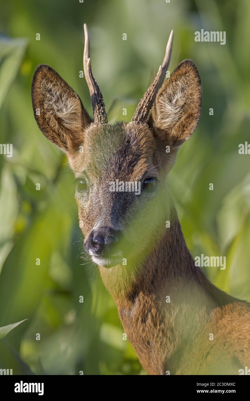 Portrait format roe deer hi-res stock photography and images - Alamy