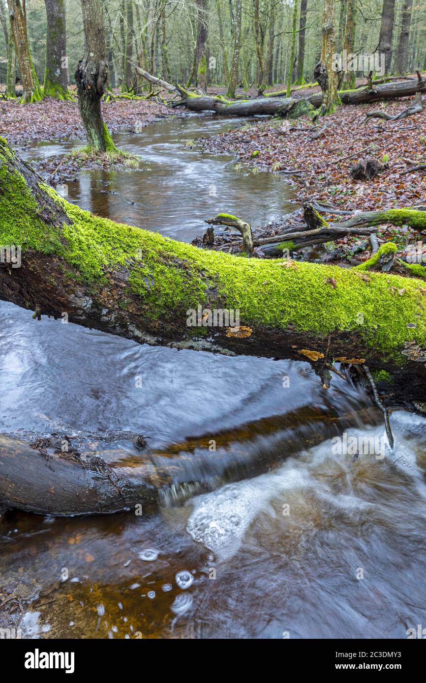Streamside forest hi-res stock photography and images - Alamy