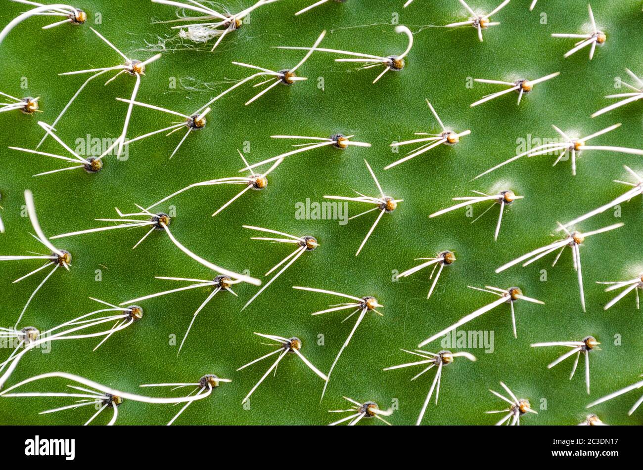 green cactus peel texture with needles close up Stock Photo - Alamy