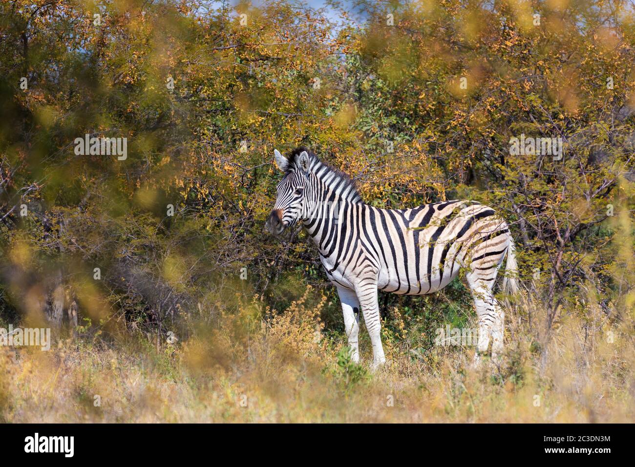 Wildlife bush hi-res stock photography and images - Alamy