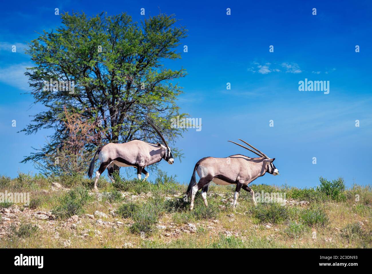Kalahari antelope gemsbok namibia hi-res stock photography and images ...