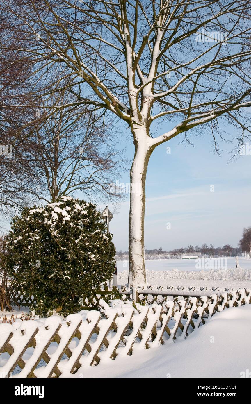 tree with snow Stock Photo - Alamy