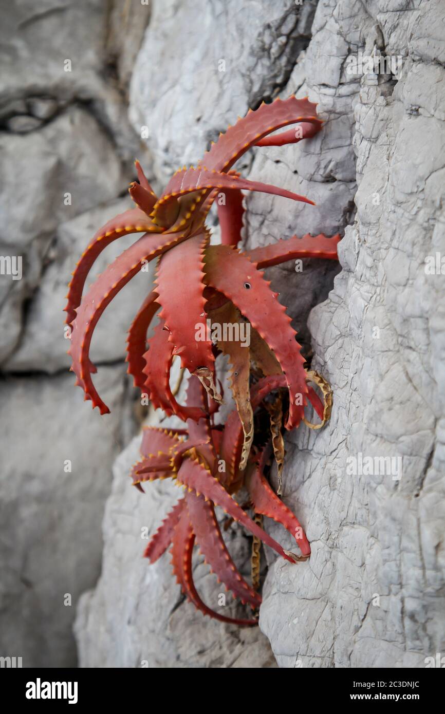 Mediterranean cactus hi-res stock photography and images - Alamy