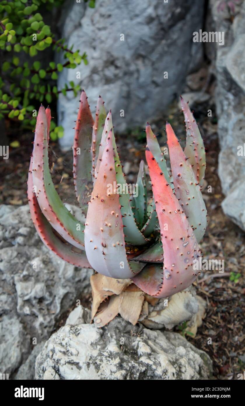 Mediterranean cactus hi-res stock photography and images - Alamy