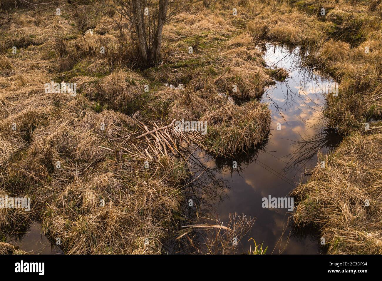 Top view swamp overgrown hi-res stock photography and images - Alamy