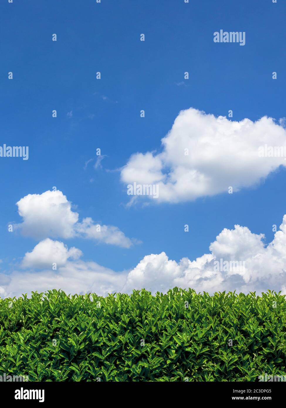 Hedge against amazing sky Stock Photo - Alamy