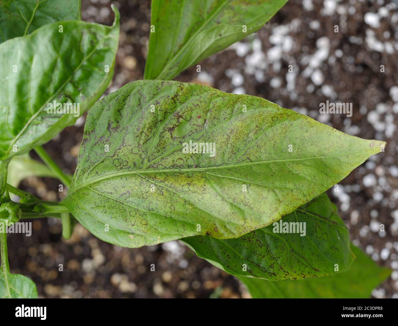 Leaf mottling hi-res stock photography and images - Alamy