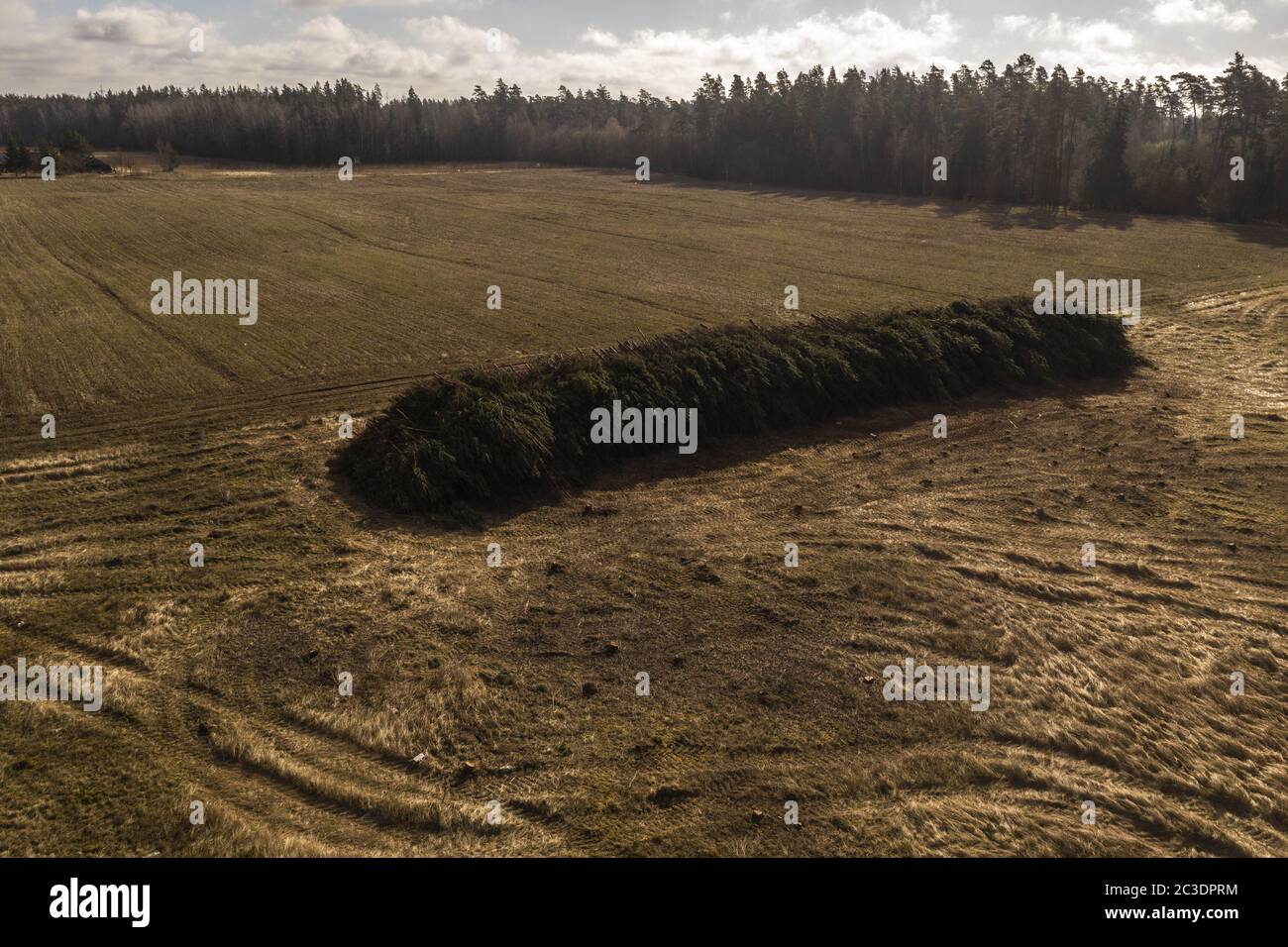 Drone top down view of cut spruce trees Stock Photo - Alamy