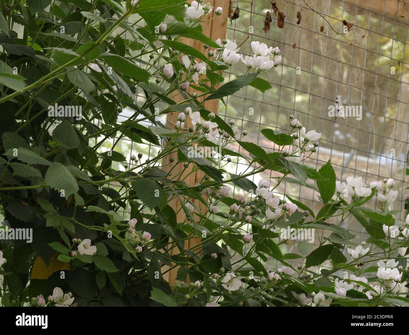 Blackberry flowers hi-res stock photography and images - Alamy