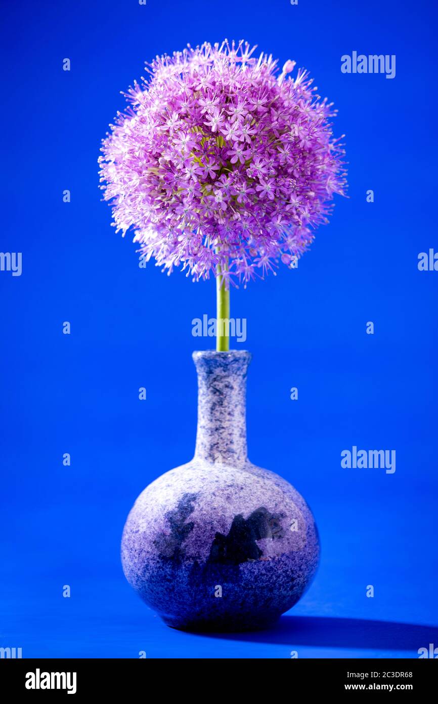 A single Allium grown in a garden in Warwickshire, England, UK. Allium ...