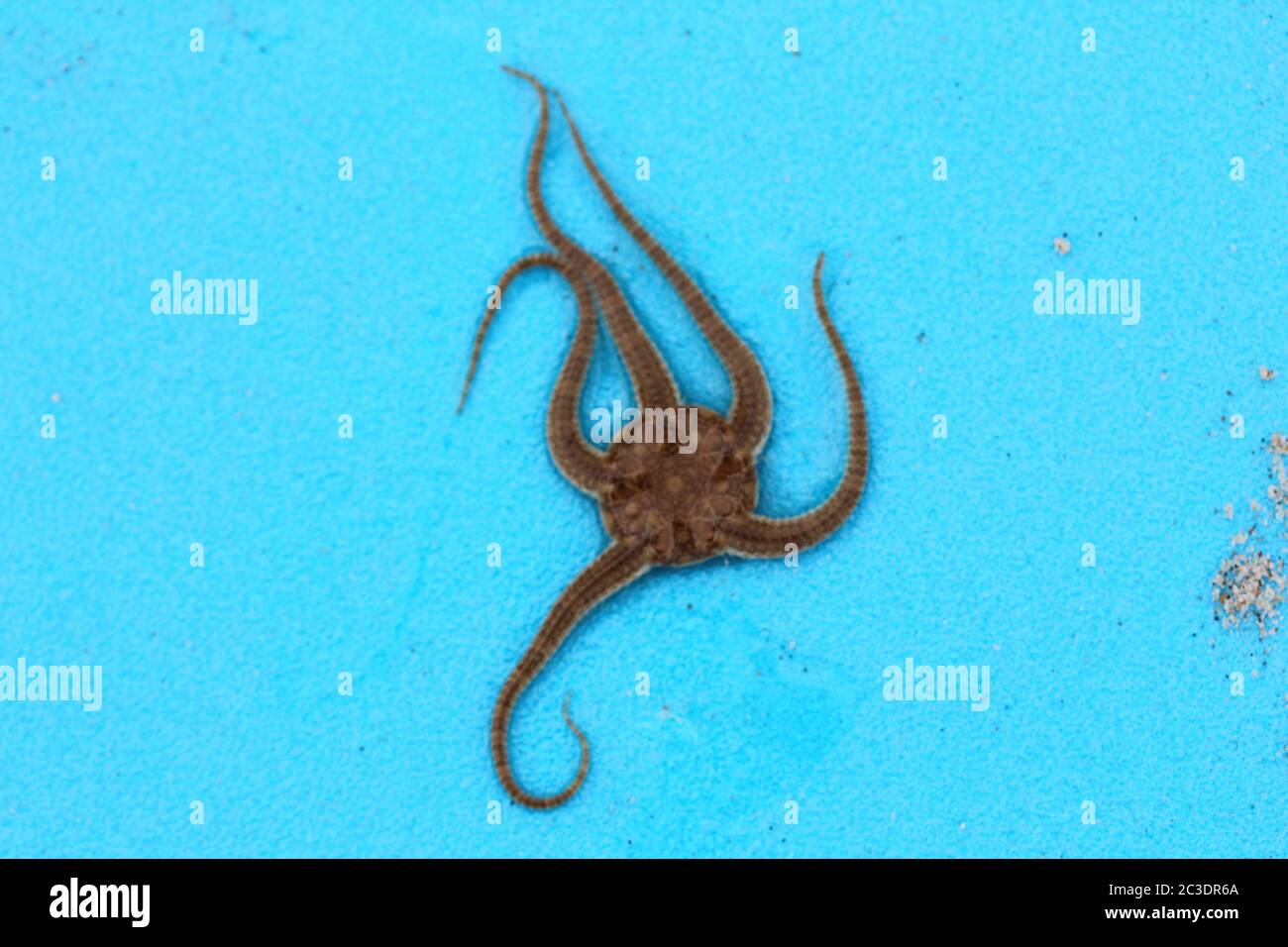 Ophiura Ophiura High Resolution Stock Photography and Images - Alamy