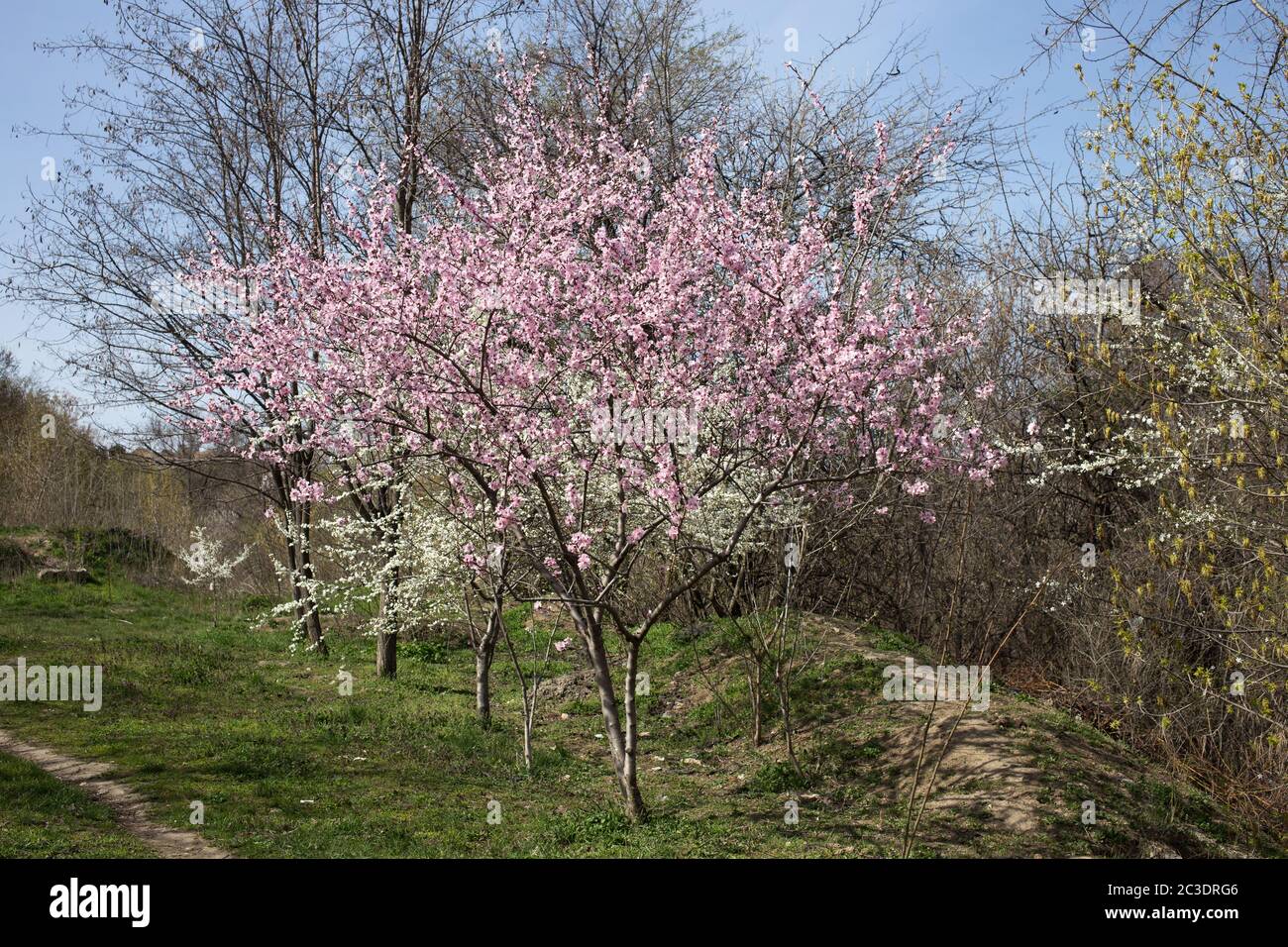 Beautiful pink trees hi-res stock photography and images - Alamy