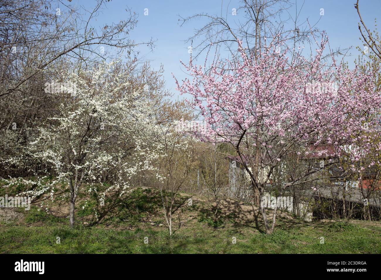 Beautiful pink trees hi-res stock photography and images - Alamy