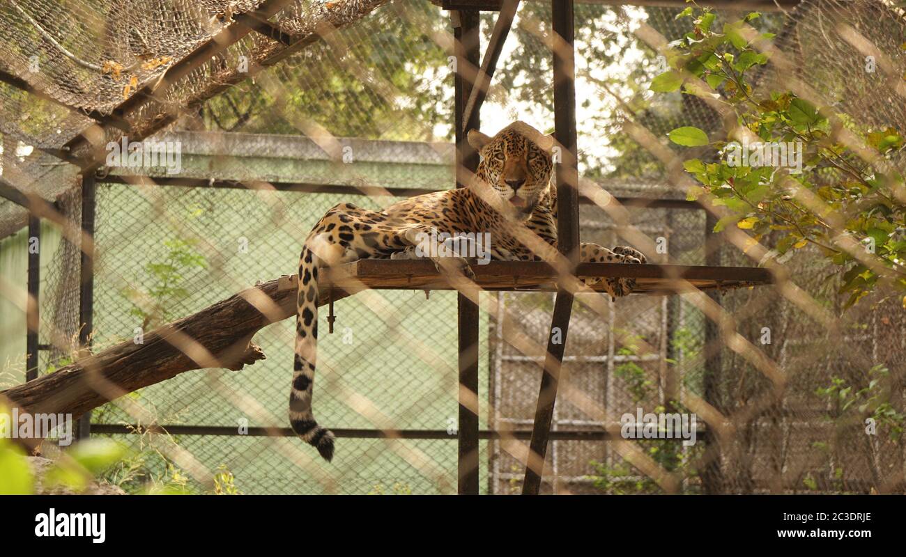 Mysore leopard hi-res stock photography and images - Alamy