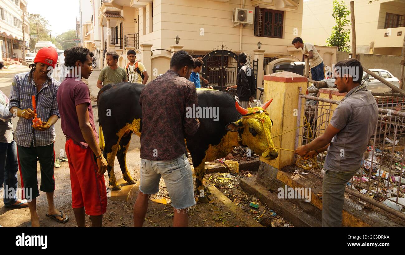 Cow Sankranti High Resolution Stock Photography and Images - Alamy