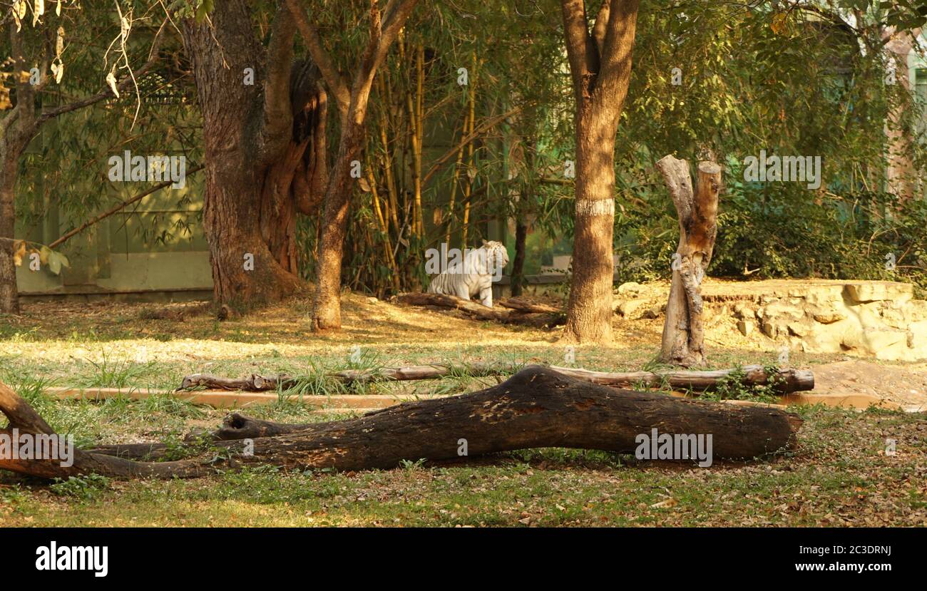 Mysuru zoo hi-res stock photography and images - Alamy