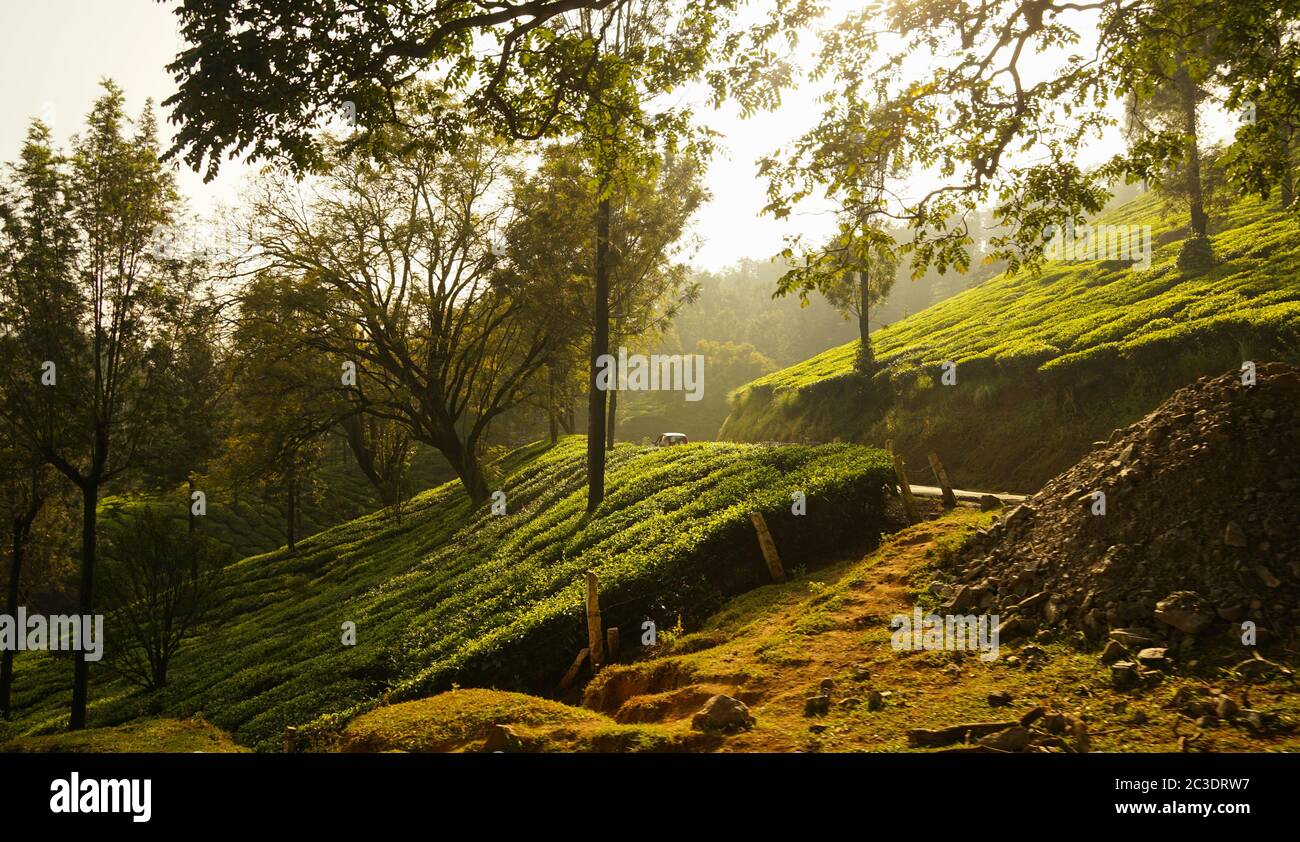 Mudumalai hi-res stock photography and images - Alamy