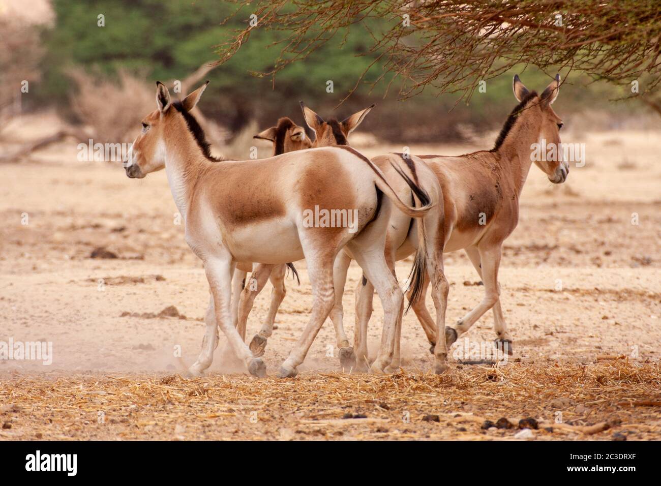 Asiatic wild ass or onager Stock Photo - Alamy
