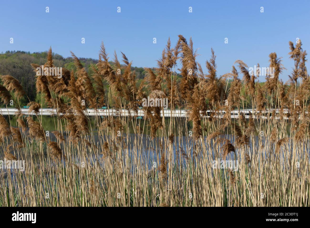 Beautiful landscape on the reeds on the lake Stock Photo - Alamy
