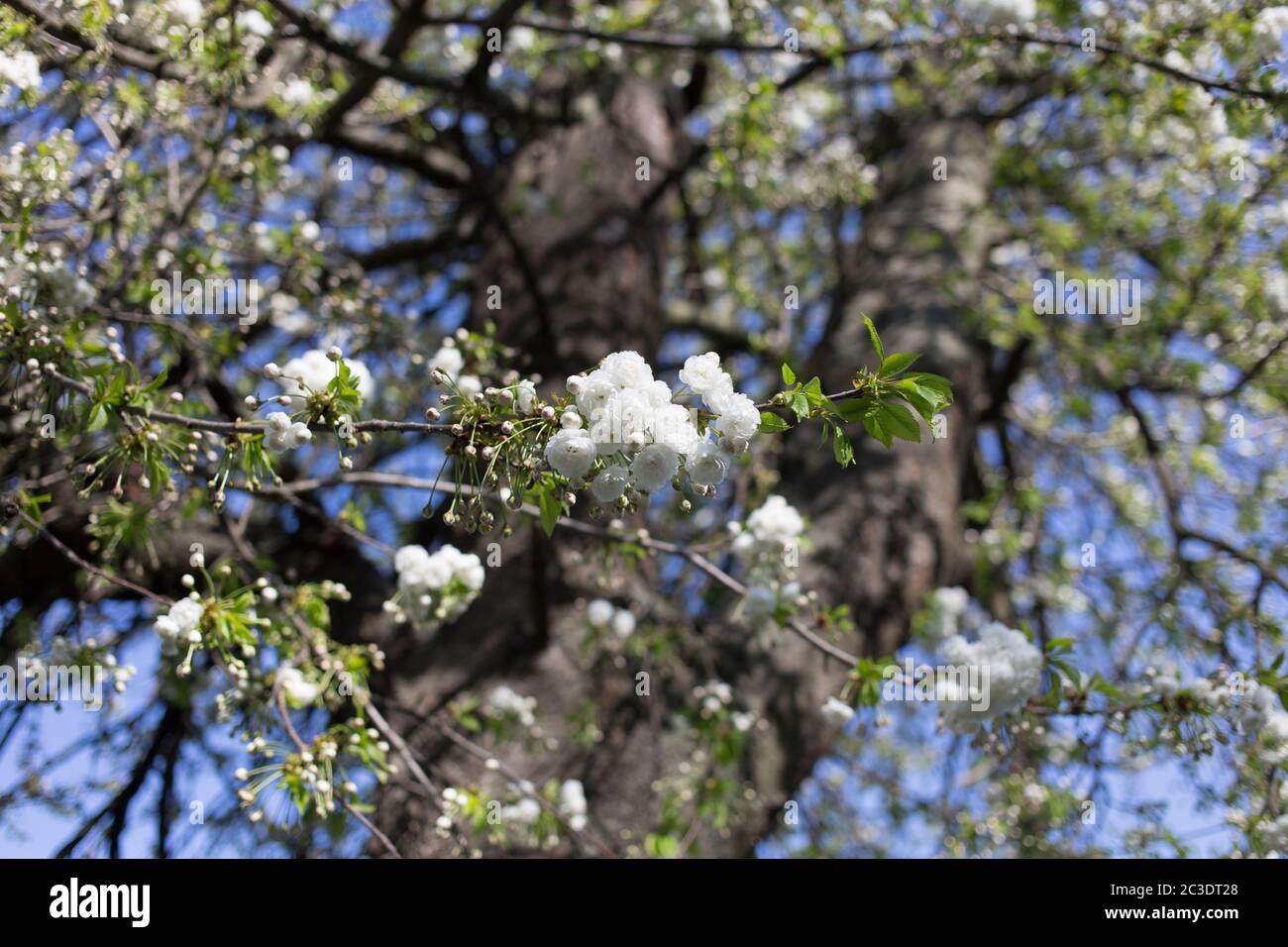 Delicate flowers of a cherry tree in park close up Stock Photo - Alamy
