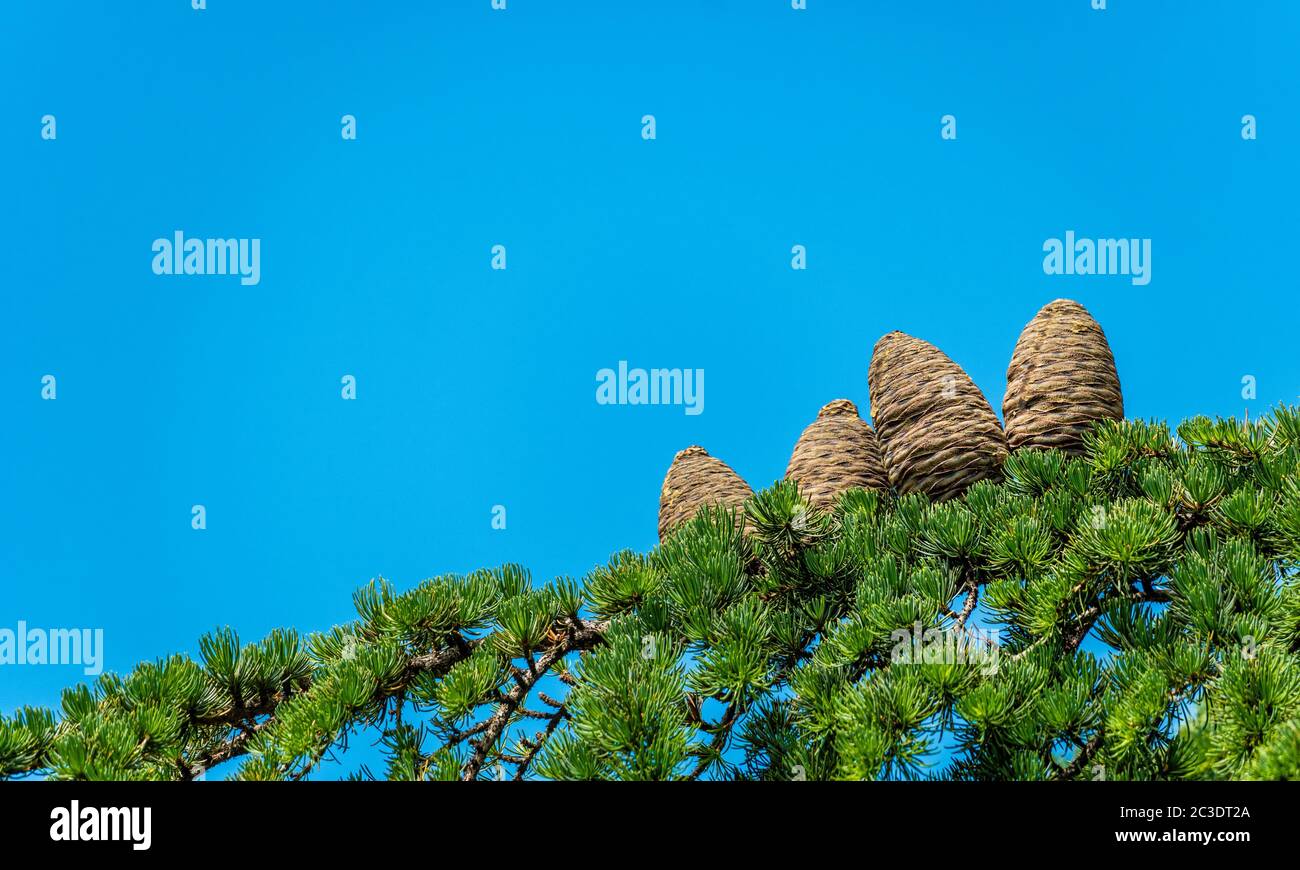 Botanical garden cedar lebanon hi-res stock photography and images - Alamy