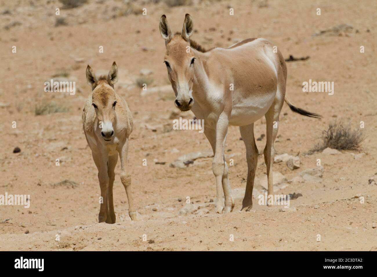 Asiatic wild ass or Onager, mother and foal Stock Photo - Alamy