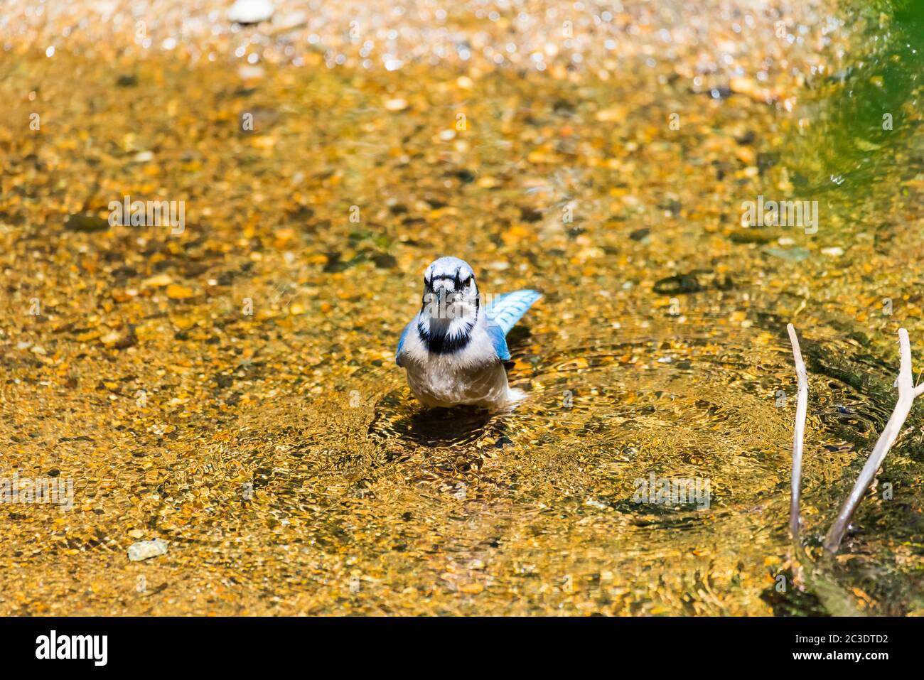 Blue Jay taking a bath at Horn Pond, Woburn Stock Photo - Alamy