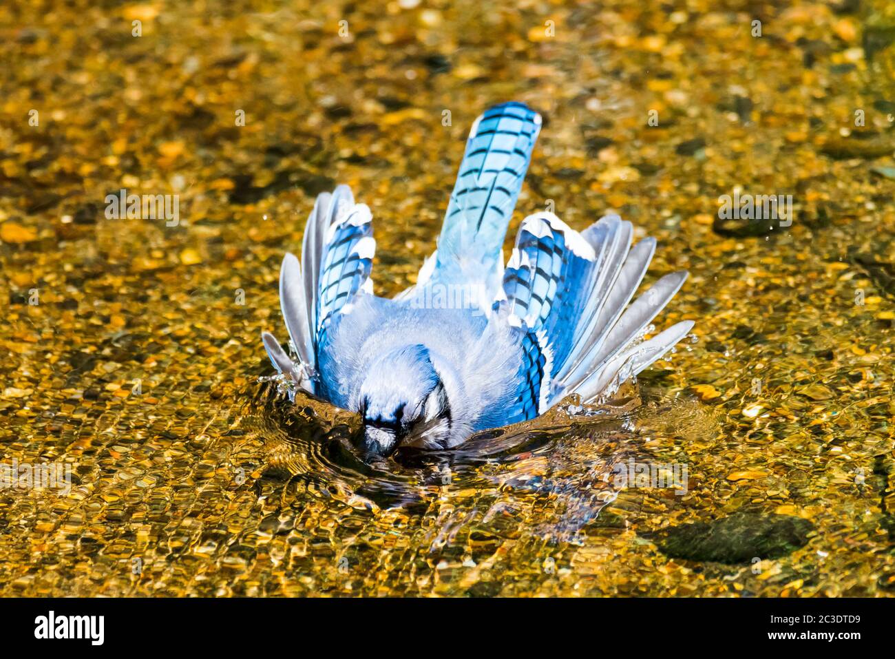 Blue Jay splashing a lot while taking a bath at Horn Pond in Woburn ...
