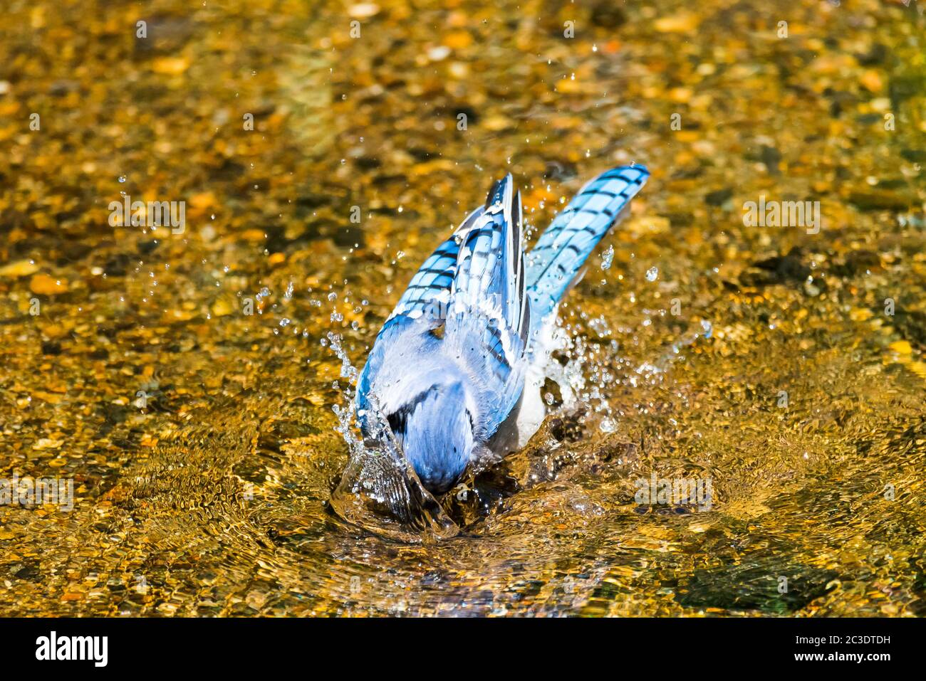 Blue Jay splashing a lot while taking a bath at Horn Pond in Woburn ...