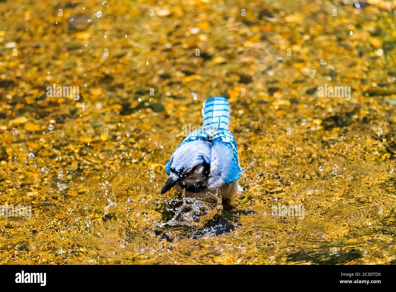 Blue Jay taking a bath at Horn Pond, Woburn Stock Photo - Alamy