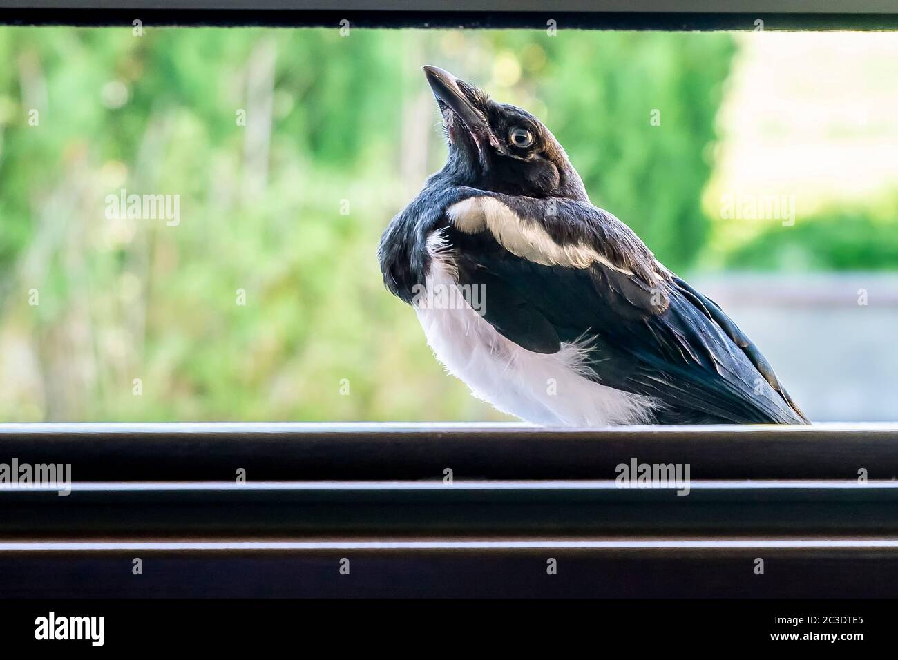 Close up portrait of a magpie facing the inside of a window of a house ...